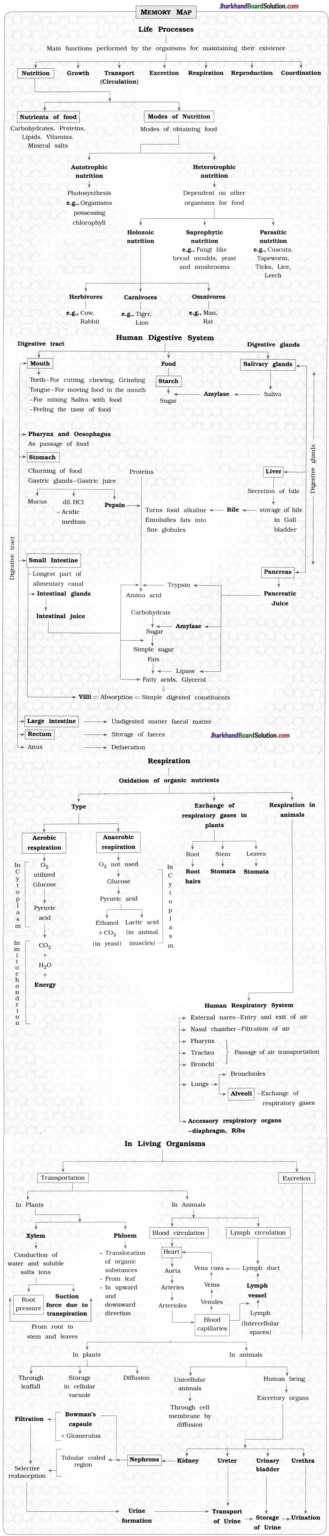 JAC Class 10 Science Important Questions Chapter 6 Life Processes ...